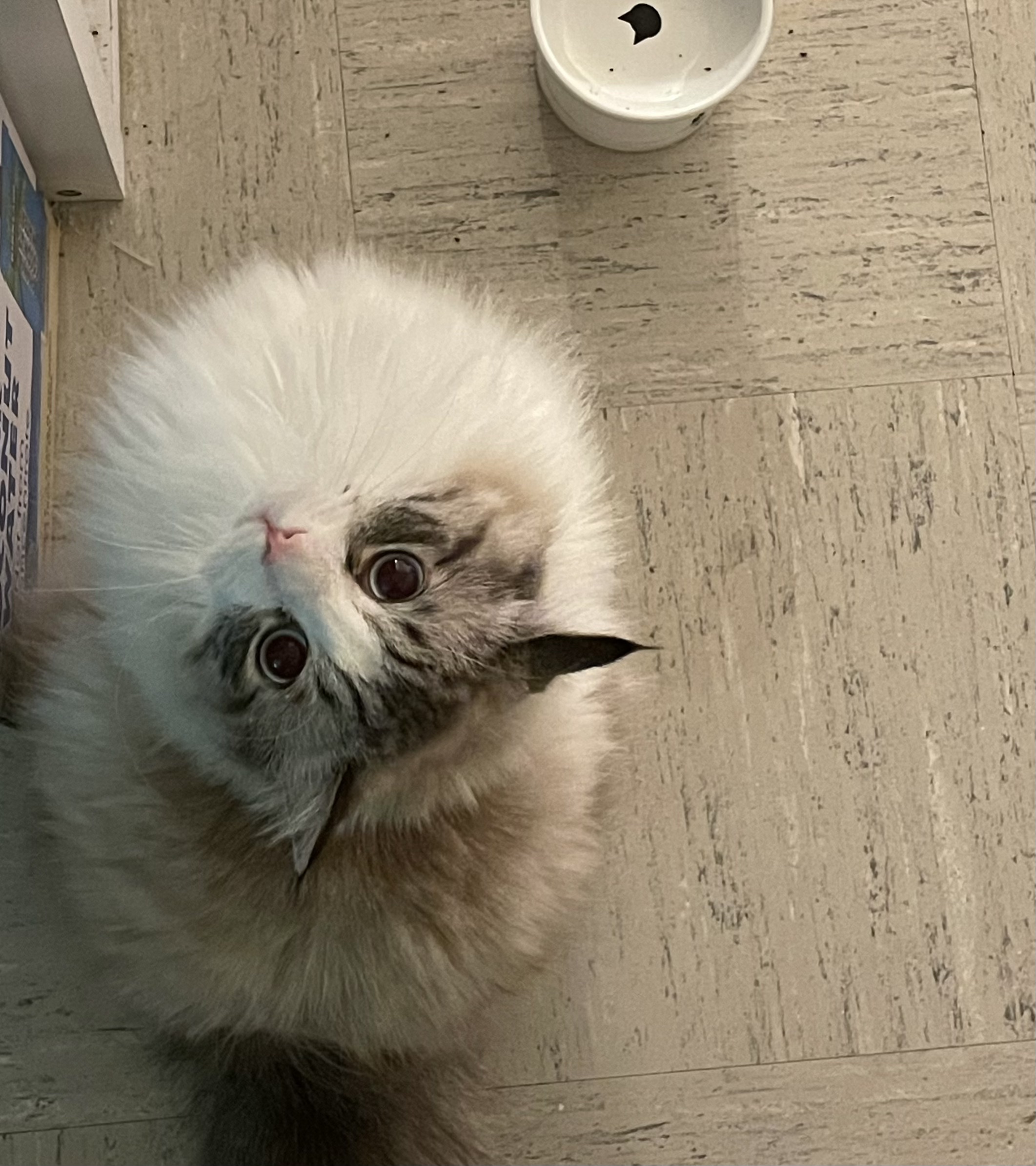 Yixuan Wang | Nine ️